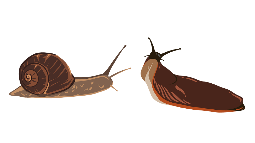 The circulatory system – KS2 Science curriculum - BBC Bitesize