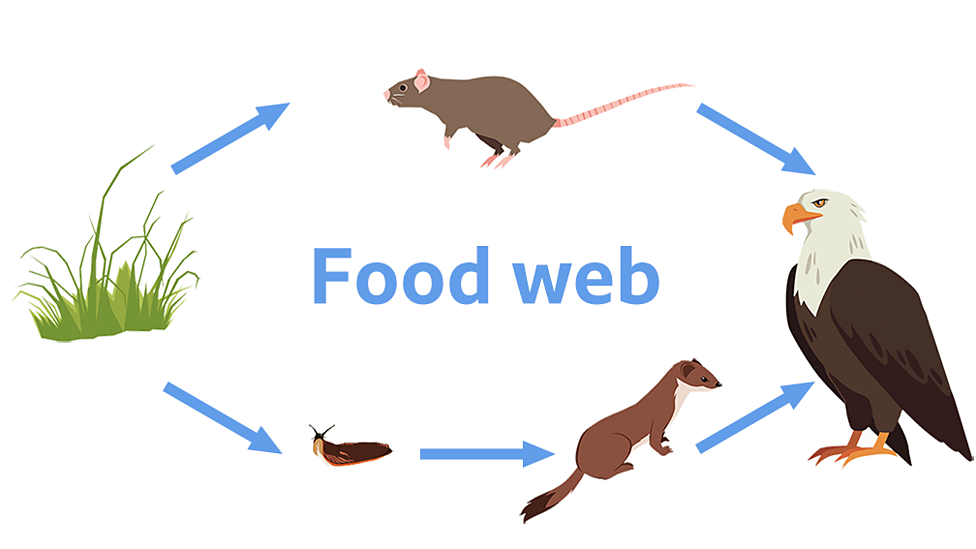 What is a food chain? – KS2 Science curriculum - BBC Bitesize