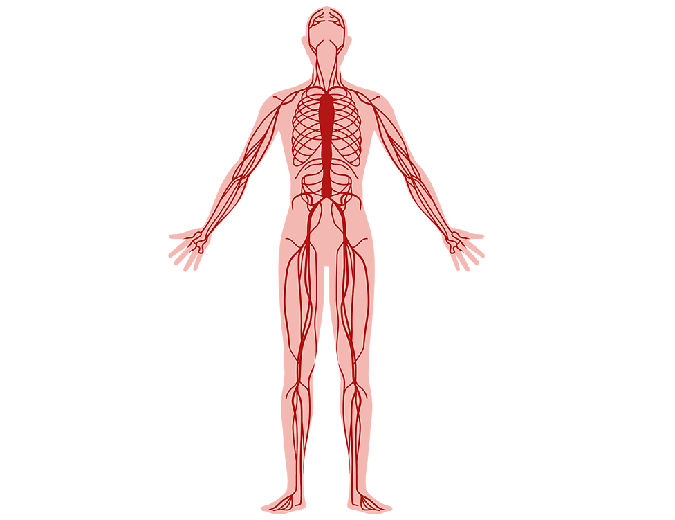 Transport of nutrients and water – KS2 Science curriculum - BBC Bitesize