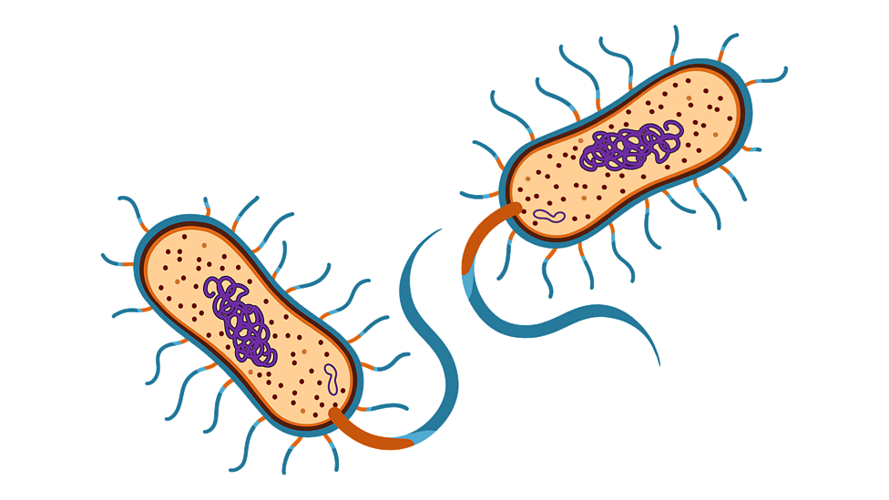 What is a microorganism? – KS2 Science curriculum - BBC Bitesize