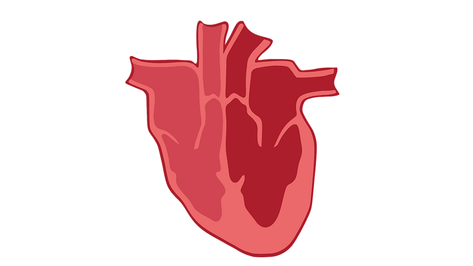 The circulatory system – KS2 Science curriculum - BBC Bitesize