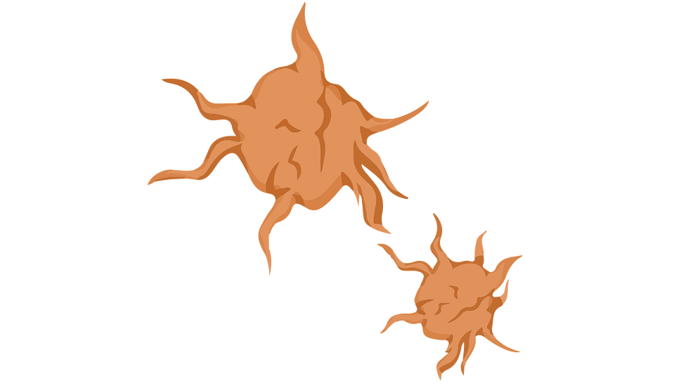 The circulatory system – KS2 Science curriculum - BBC Bitesize