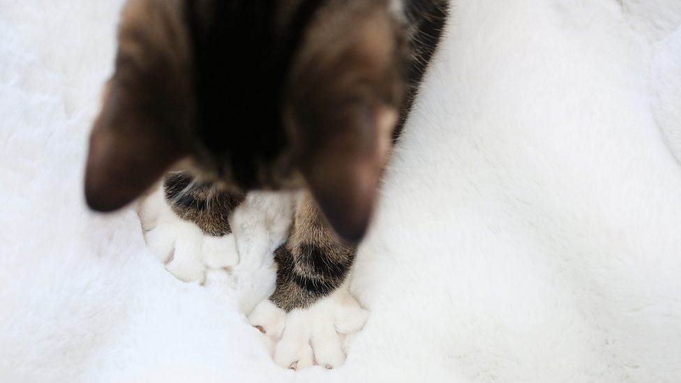 Why do cats purr and knead when you stroke them? - BBC Bitesize