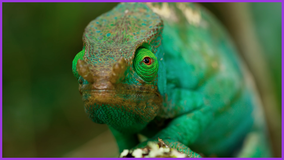 Biomes: Key Stage 2 National Curriculum Geography - BBC Teach