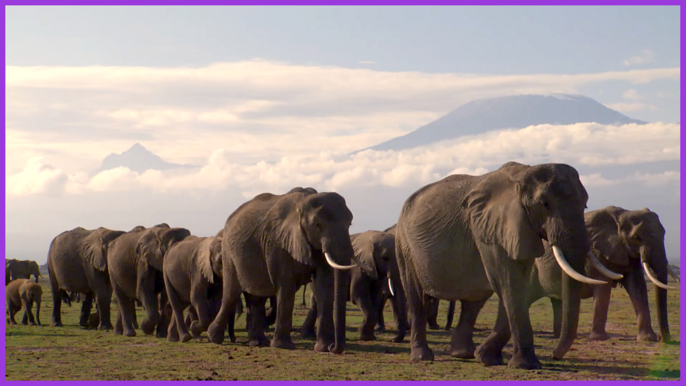 Biomes: Key Stage 2 National Curriculum Geography - BBC Teach