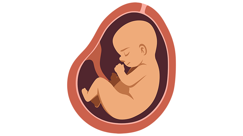 How do animals reproduce – KS2 Science curriculum - BBC Bitesize