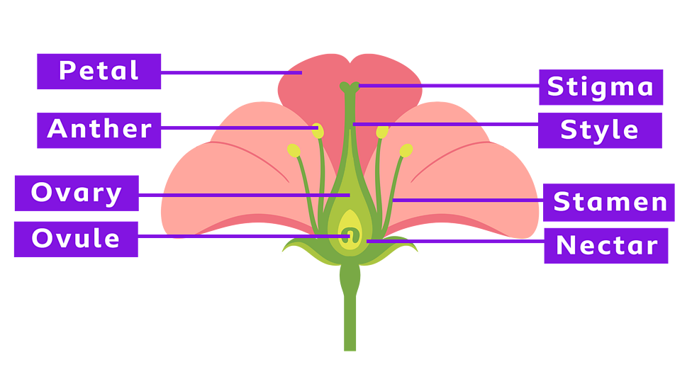 Reproduction in flowering plants – KS2 Science curriculum - BBC Bitesize