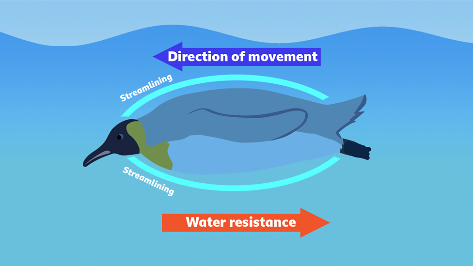 Air and water resistance – KS2 Science curriculum - BBC Bitesize