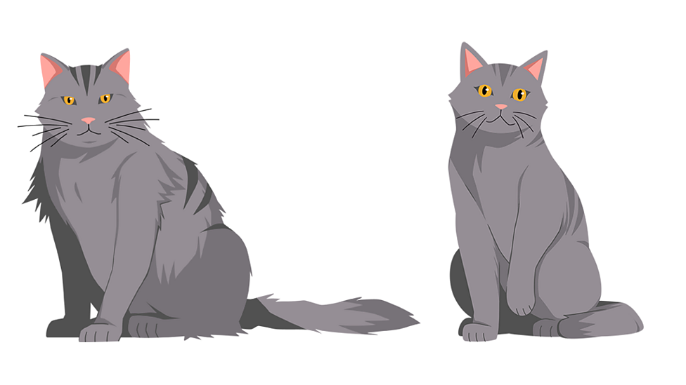 What is inheritance? – KS2 Science curriculum - BBC Bitesize