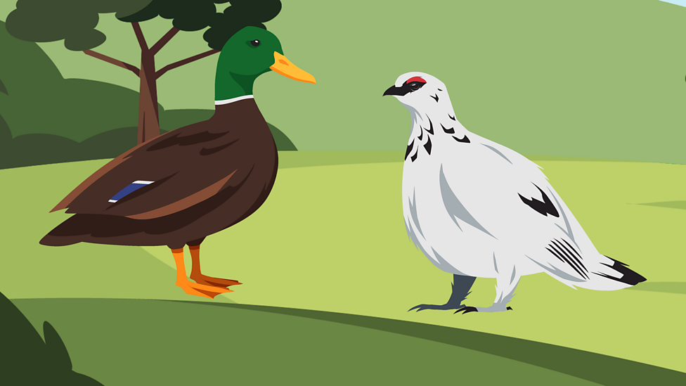 What is evolution? – KS2 Science curriculum - BBC Bitesize