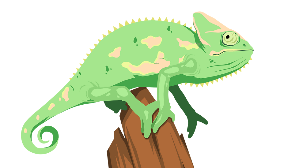 What is adaptation? – KS2 Science curriculum - BBC Bitesize