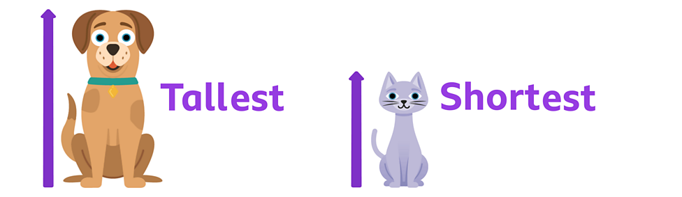 Ordering by length and height - KS1 Maths resources for Year 1 - BBC ...