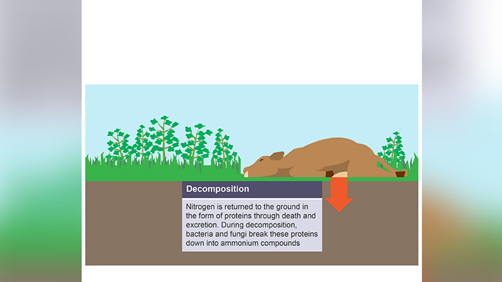 What is the nitrogen cycle in GCSE Biology? - BBC Bitesize