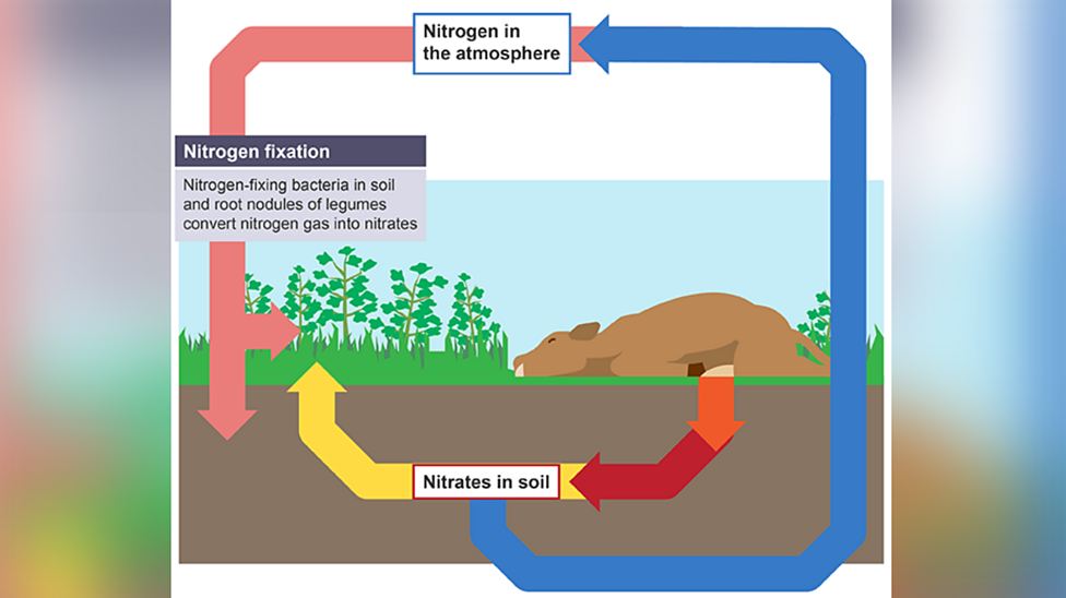What is the nitrogen cycle in GCSE Biology? - BBC Bitesize