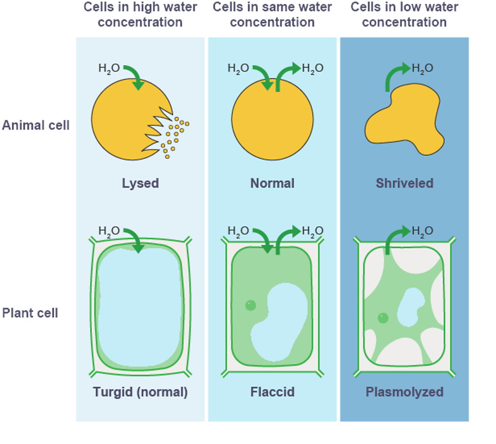 What is the role of osmosis in GCSE Biology? - BBC Bitesize