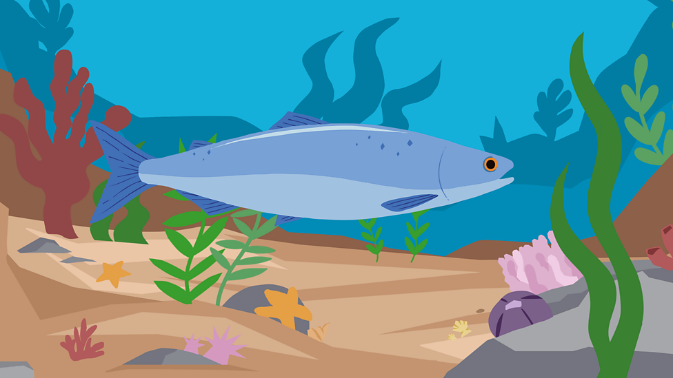 Transport of nutrients and water – KS2 Science curriculum - BBC Bitesize