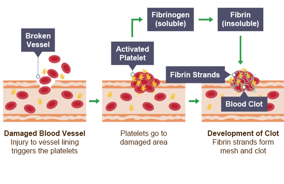 What is the role of the circulatory system ? - BBC Bitesize