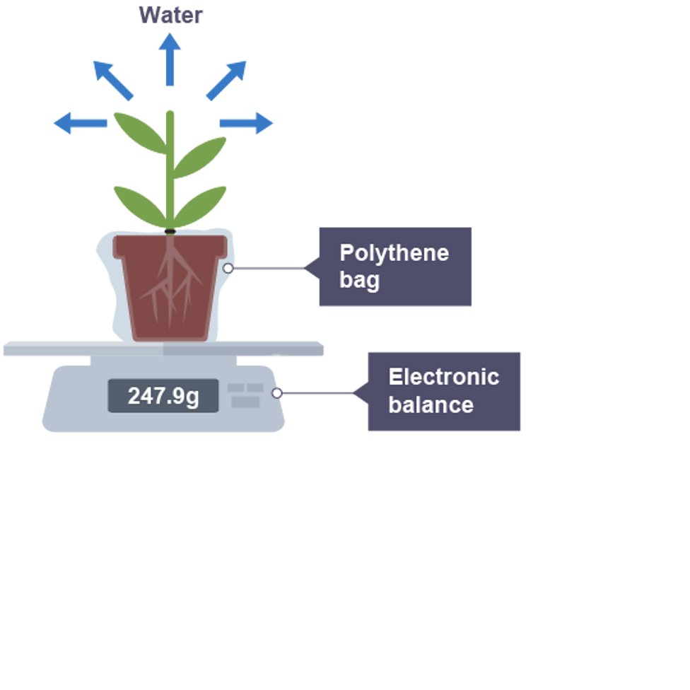 What is the role of osmosis in GCSE Biology? - BBC Bitesize