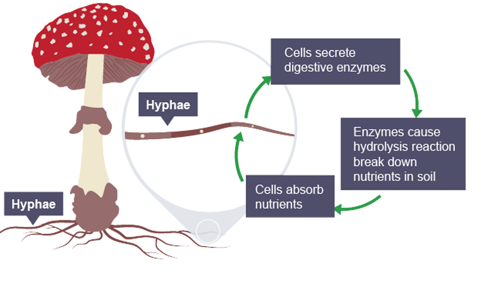 What is decomposition and how does the carbon cycle work for GCSE ...