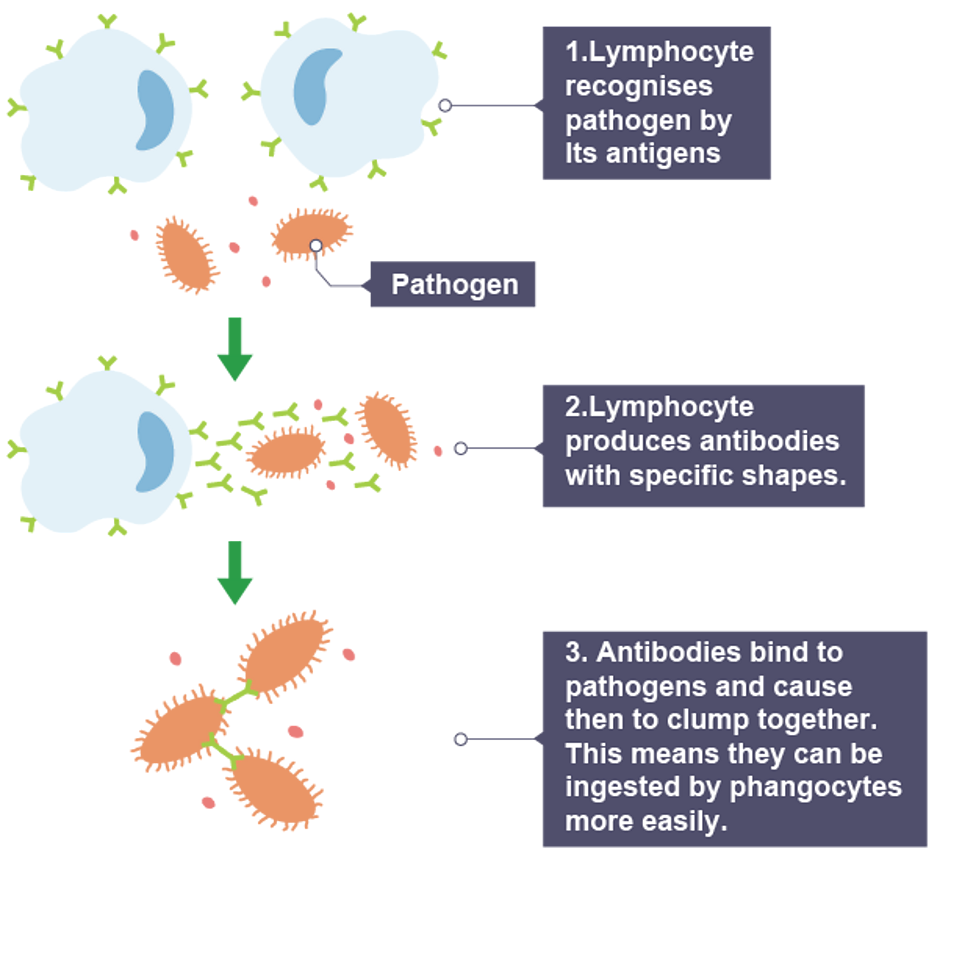 What are the body's defence mechanisms in GCSE Biology? - BBC Bitesize