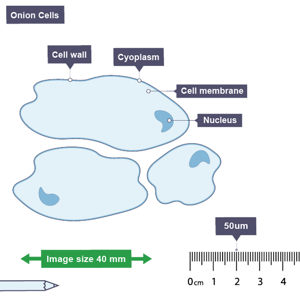 What is microscopy, size and magnification in GCSE Biology? - BBC Bitesize