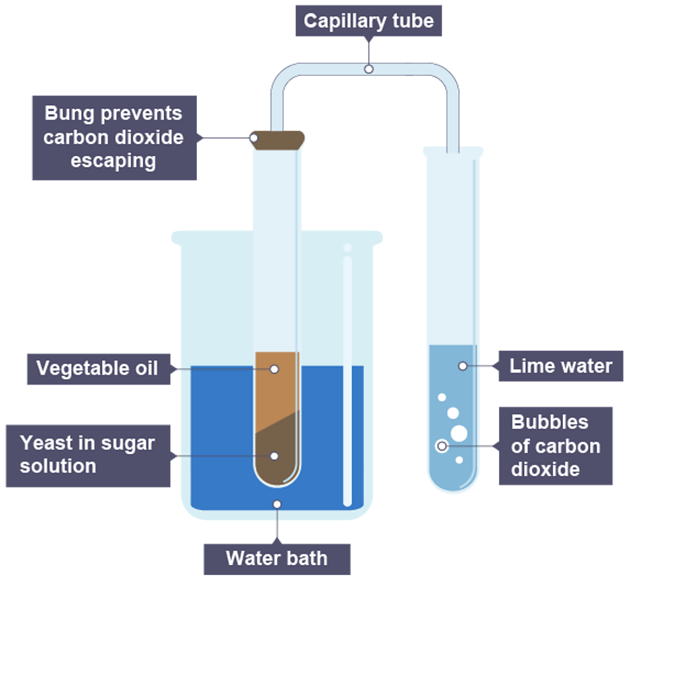 How does the respiratory system function in GCSE Biology? - BBC Bitesize