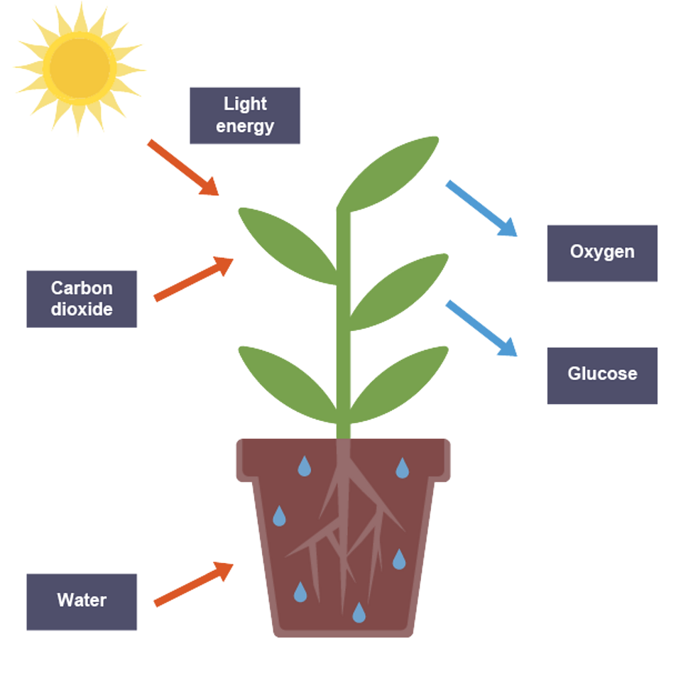 What is photosynthesis and how does it affect plants in GCSE Biology ...