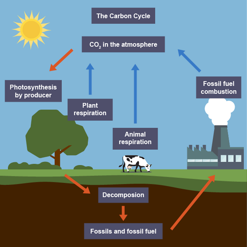 What is decomposition and how does the carbon cycle work for GCSE ...
