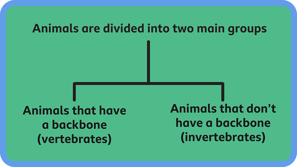 What is classification? – KS2 Science curriculum - BBC Bitesize