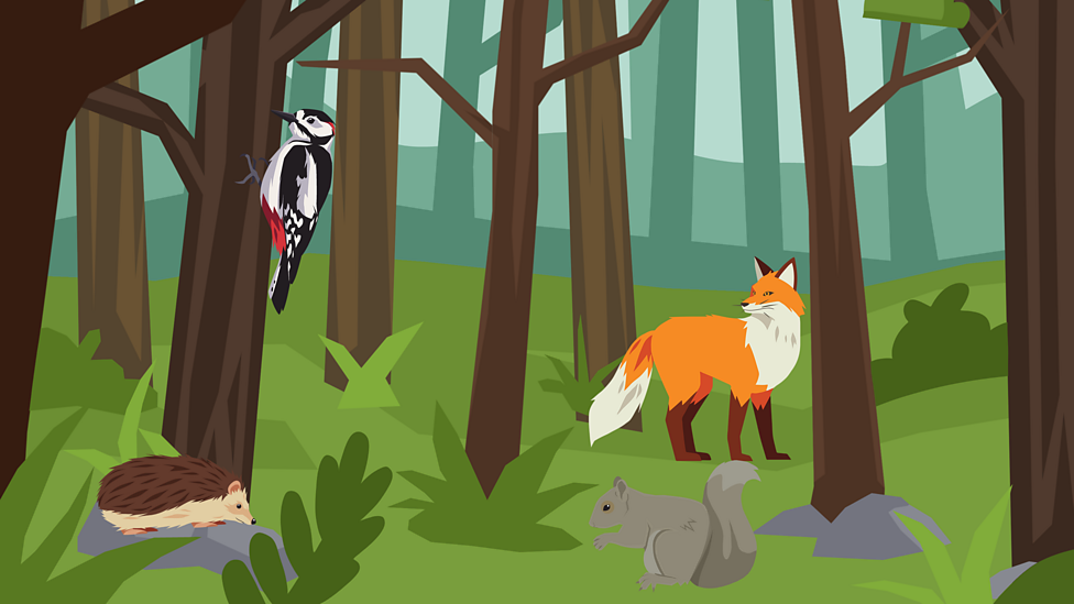 How human beings affect the environment – KS2 Science curriculum - BBC ...