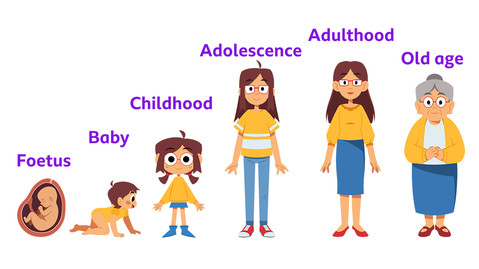 Changes in humans during their lifetime – KS2 Science curriculum - BBC ...