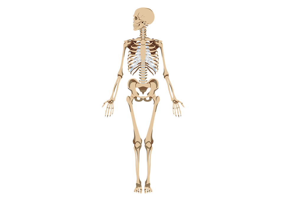 Changes in humans during their lifetime – KS2 Science curriculum - BBC ...
