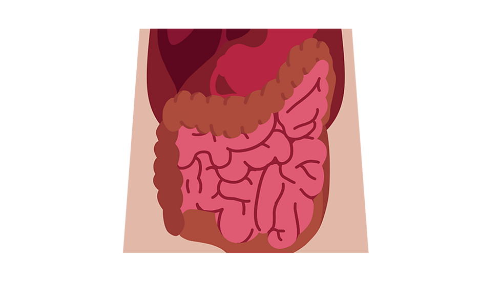 What is the digestive system? – KS2 Science curriculum - BBC Bitesize