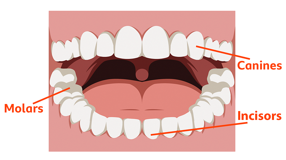 Teeth – KS2 Science curriculum - BBC Bitesize