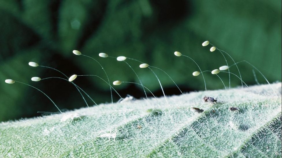 Nature’s most intriguing eggs - BBC Bitesize