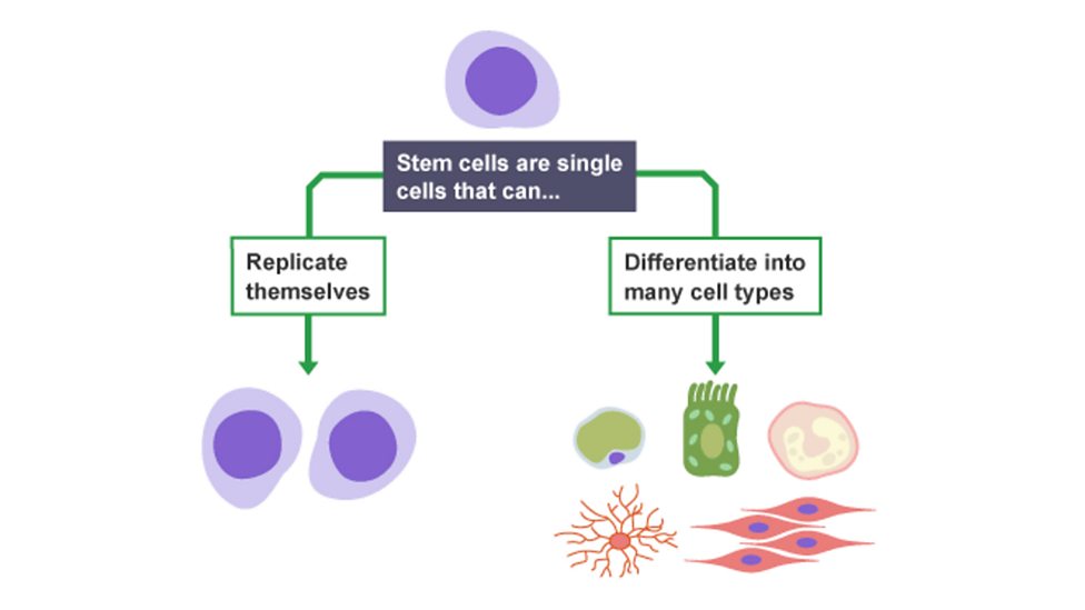 Higher Biology questions - Cellular differentiation and structure of ...