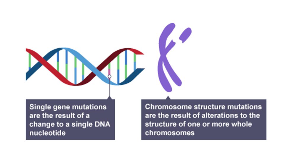 Higher Biology questions - Mutations - Higher Human Biology revision - BBC Bitesize