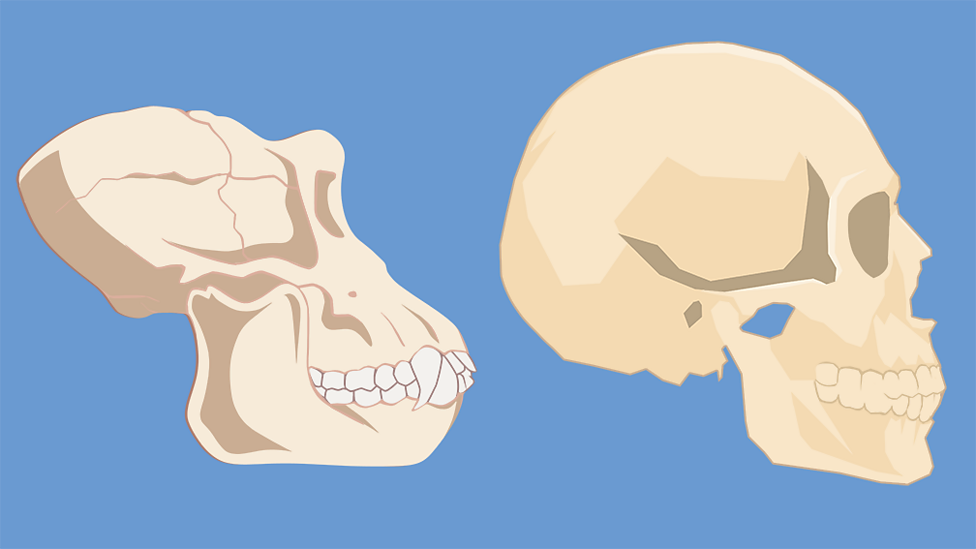 What is evolution? – KS2 Science curriculum - BBC Bitesize