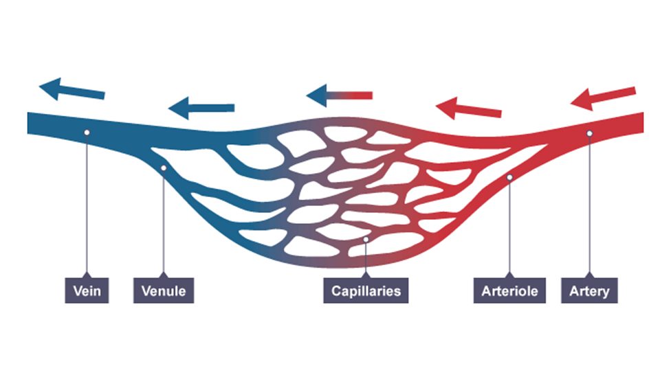 Higher Human Biology questions - The structure and function of arteries ...