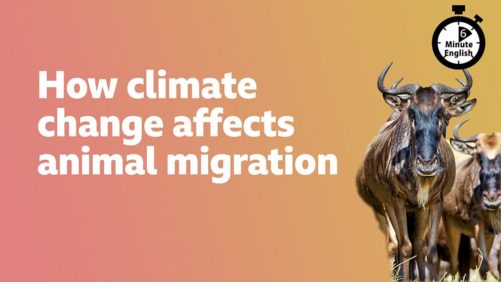 Bbc Learning English 6 Minute English