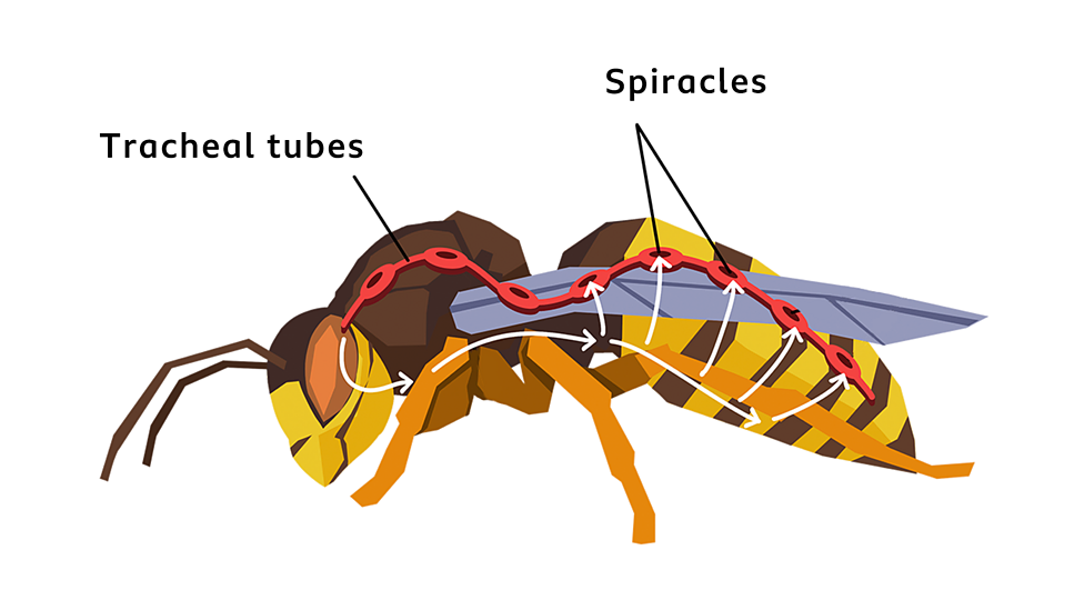 Transport of nutrients and water – KS2 Science curriculum - BBC Bitesize