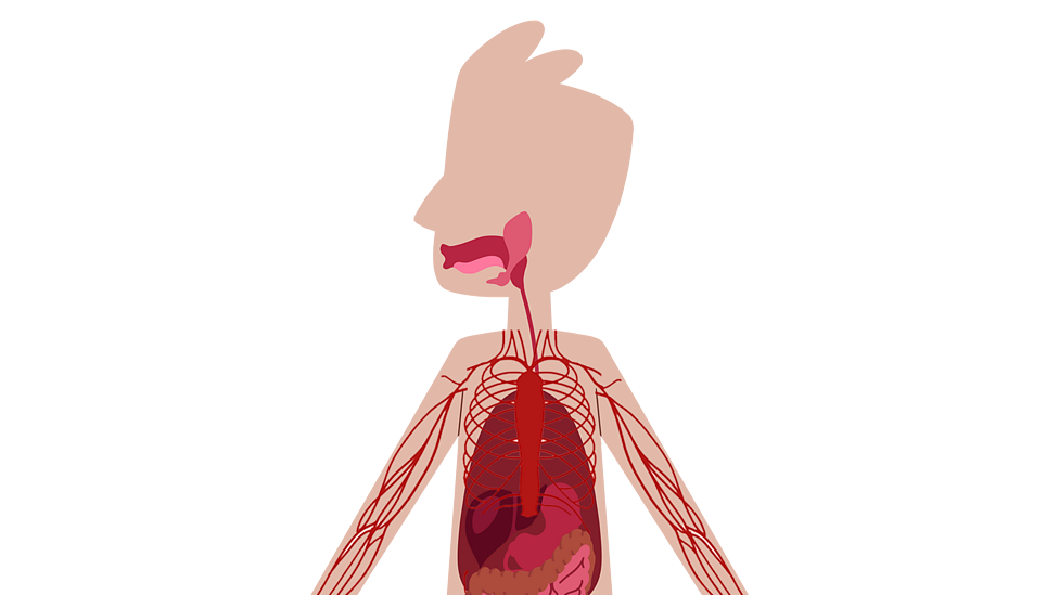 Transport of nutrients and water – KS2 Science curriculum - BBC Bitesize