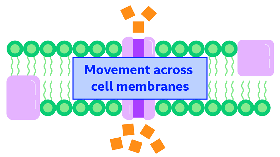 Quizzes - National 5 Biology - National 5 Biology - BBC Bitesize