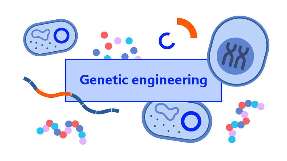 Quizzes - National 5 Biology - National 5 Biology - BBC Bitesize