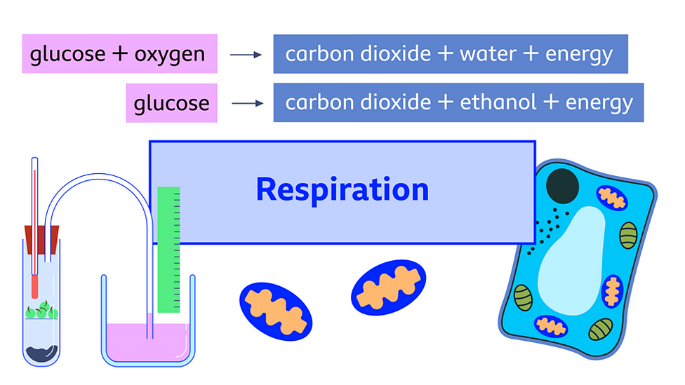 Quizzes - National 5 Biology - National 5 Biology - BBC Bitesize