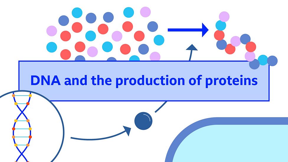 Quizzes - National 5 Biology - National 5 Biology - BBC Bitesize