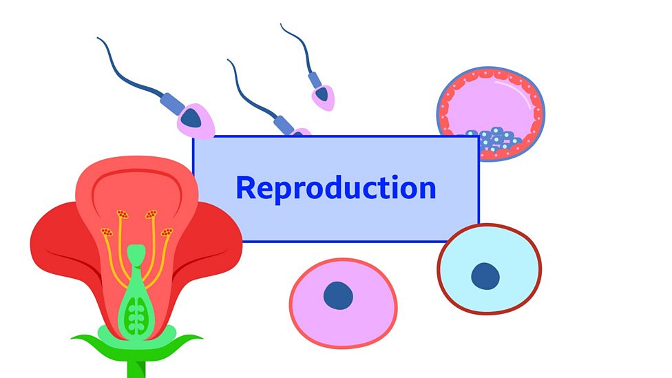Quizzes - National 5 Biology - National 5 Biology - BBC Bitesize