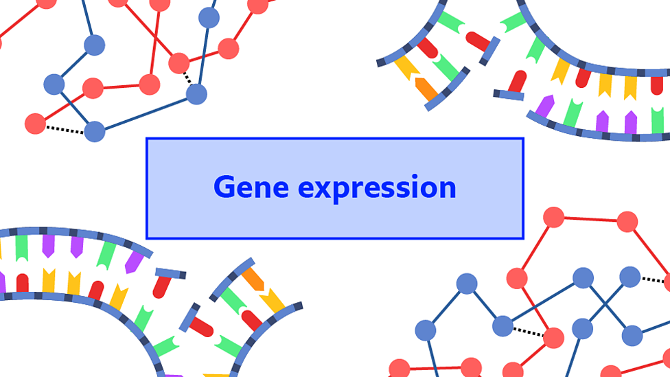 Quizzes - Higher Biology - Higher Biology - BBC Bitesize