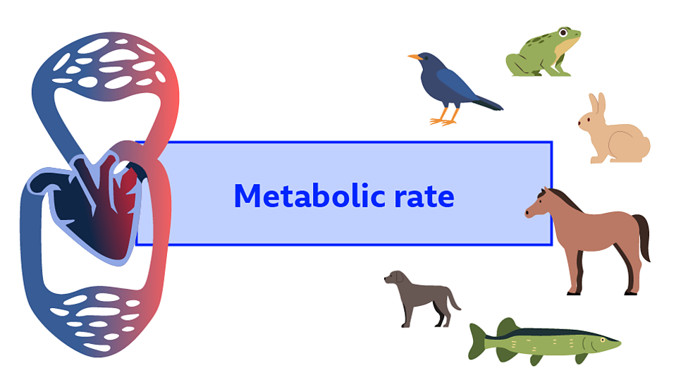 Quizzes - Higher Biology - Higher Biology - BBC Bitesize