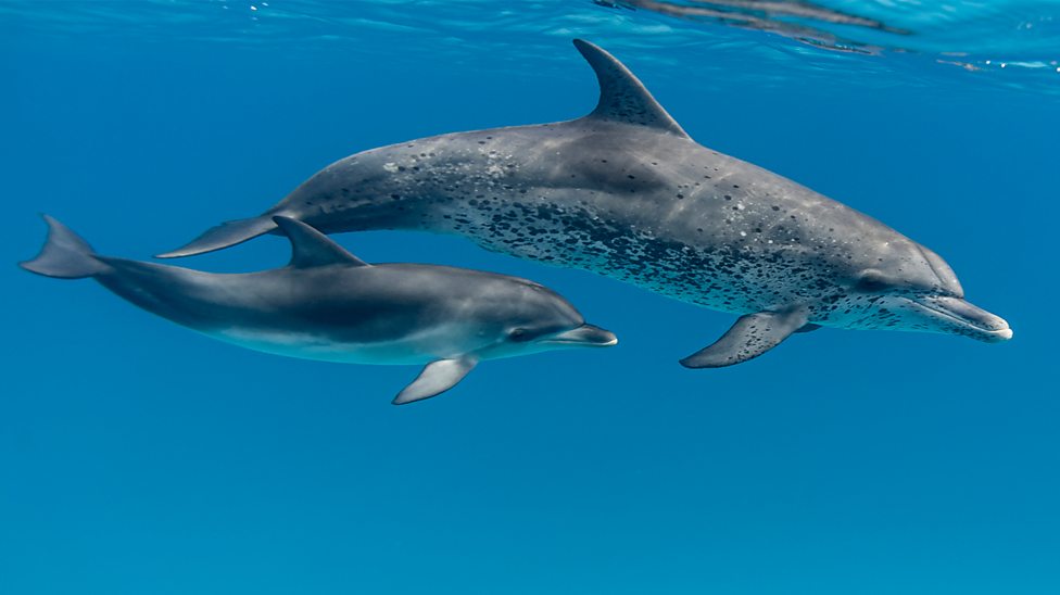 Can dolphins talk and other fun facts about the mammals - BBC Bitesize